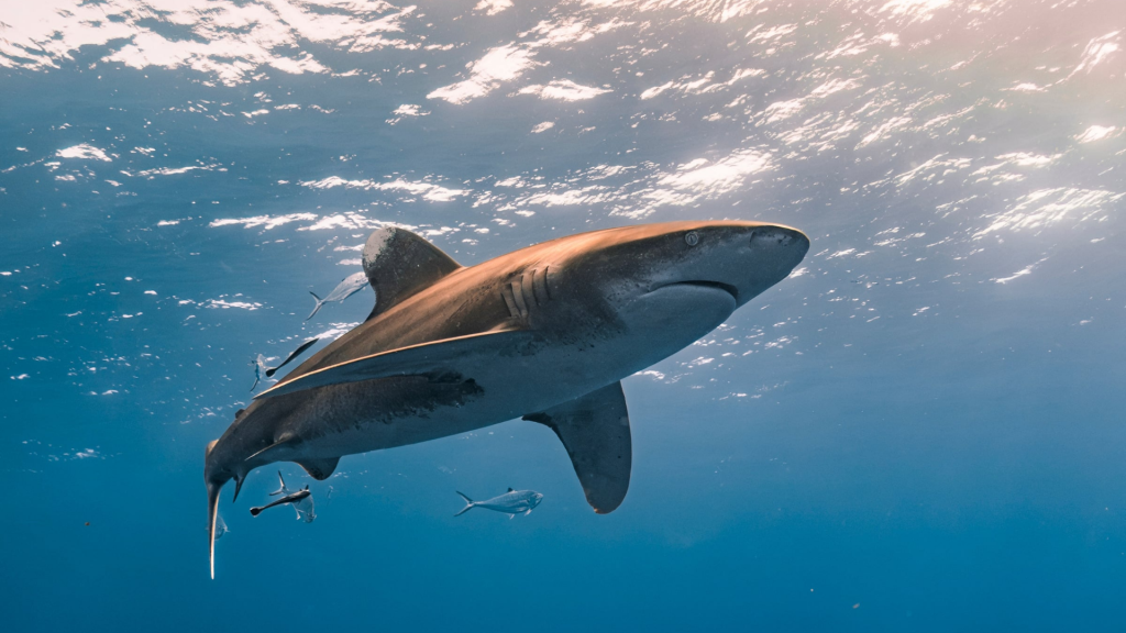 Navy Base Employee Injured in Shark Attack at Panama City Beach Marina ...